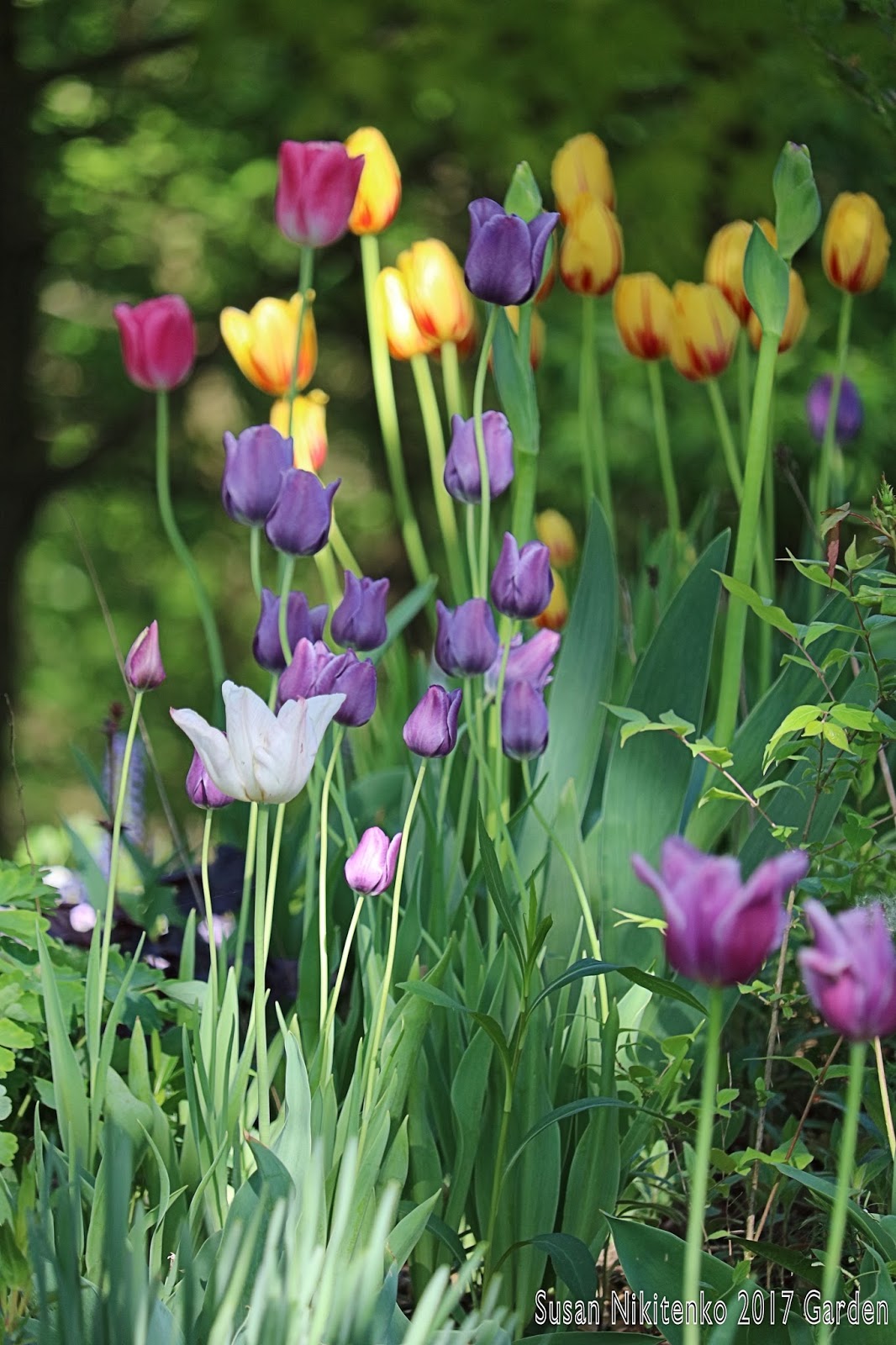 My Spring Garden Photos 2017