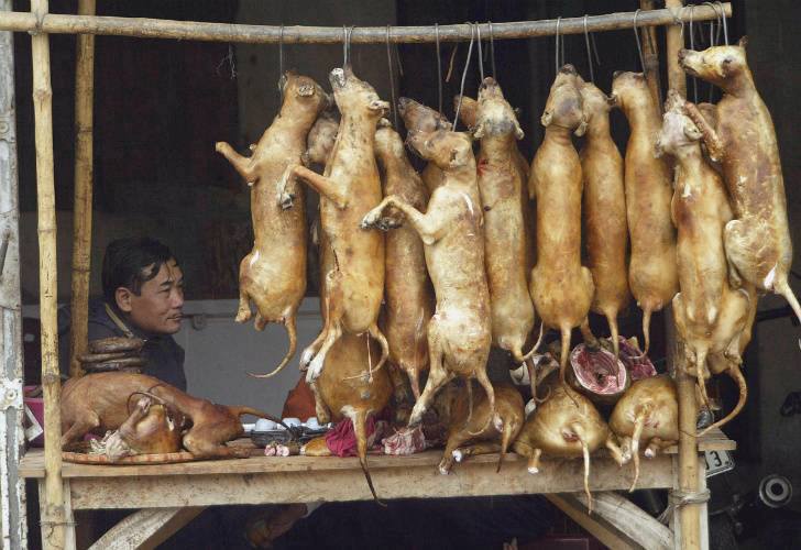 Pekín, (EFE).- El festival anual de la carne de perro que celebra la ...