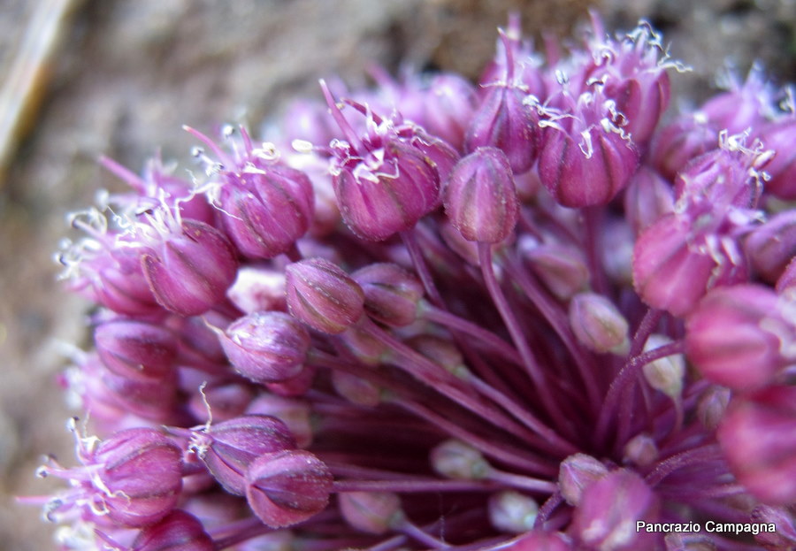 FLORA NEL SALENTO e.. anche altrove: Allium atroviolaceum Boiss ...