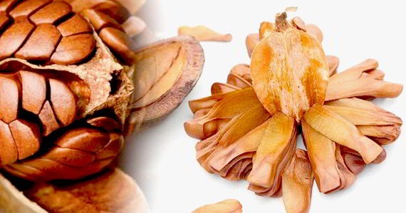 VADAPALLI: HEALTH BENEFITS AND SIDE EFFECTS OF SKY FRUIT SEEDS