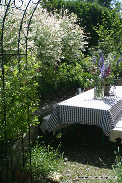 Harlekinweide 'Hakuro Nishiki'