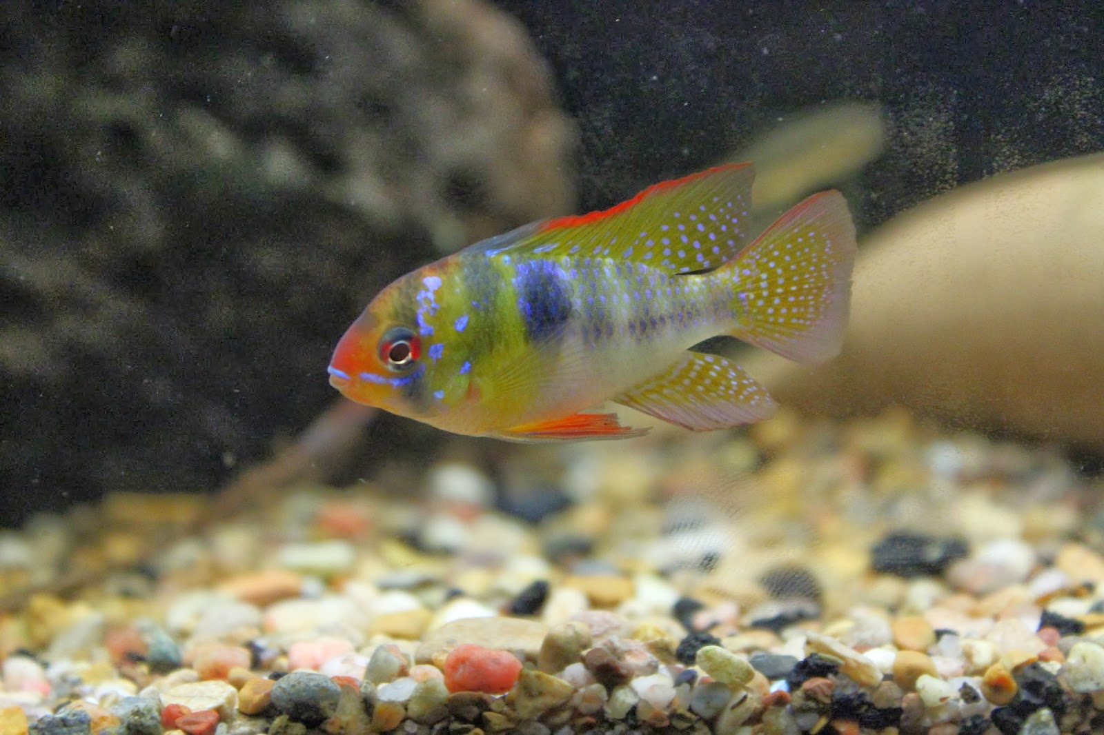 Finatics Tropical Fish