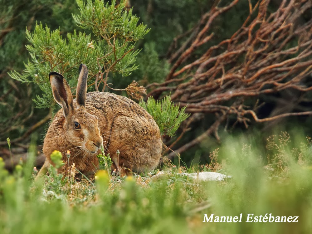 Miradas Cantábricas: Liebre de piornal o de Castroviejo (Lepus ...