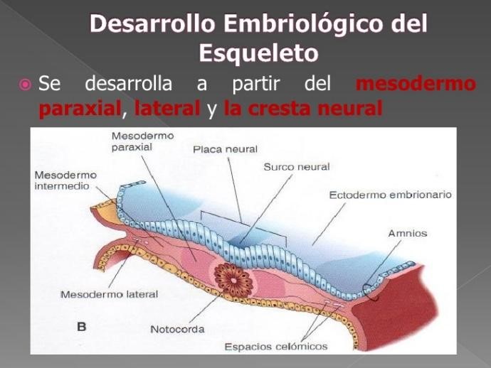 El origen del todo. Origen embrionario de los tejidos humanos ...