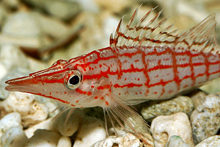 Ikan longnose hawk ~ Dunia Air