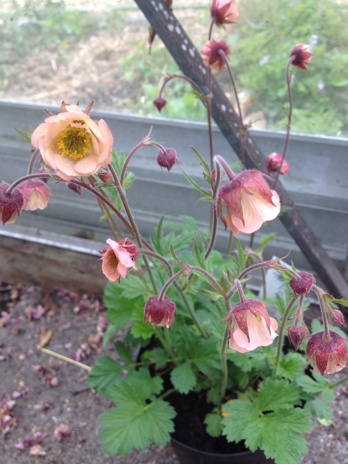 Blomstertøsens Have: Geum