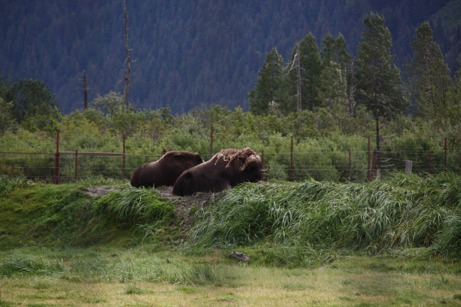 Alaska: Anchorage og vilde dyr