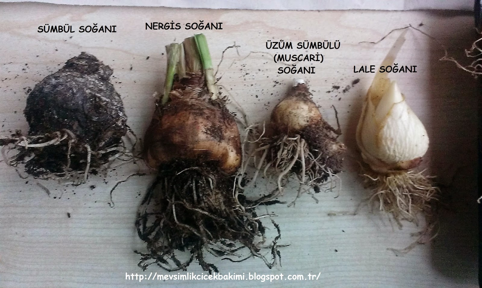 SOĞANLI ve YUMRULU ÇİÇEKLER | Çiçek Bakımı, Çiçek Çeşitleri, Çiçek ...