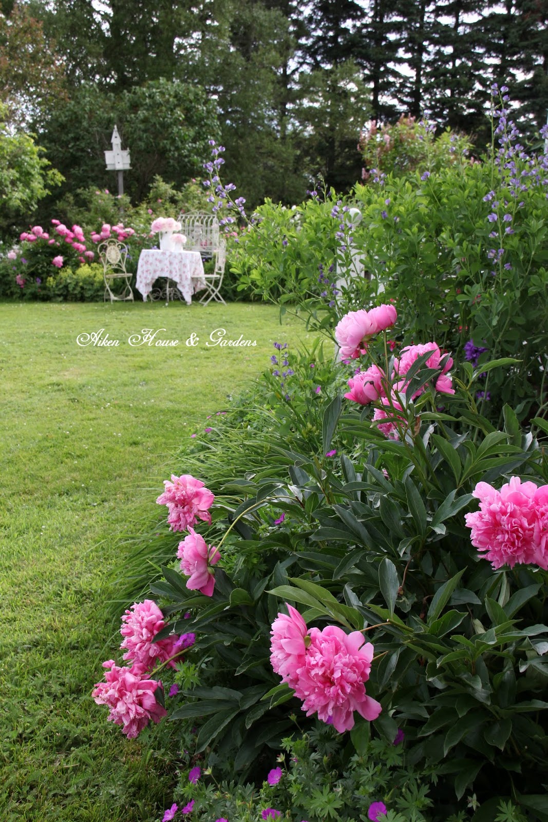 Aiken House & Gardens: Peonies in the Garden