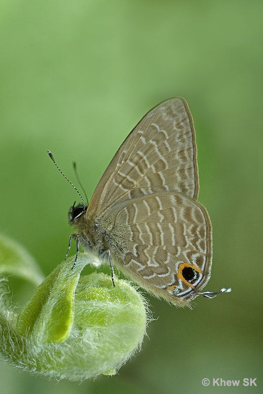 Butterflies of Singapore: Butterfly of the Month - February 2012