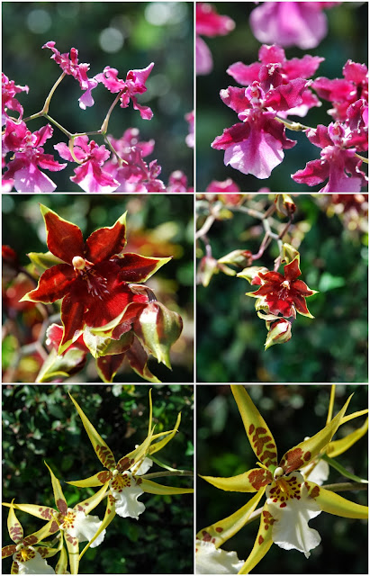 Exotic Plants: Autumn Orchids!