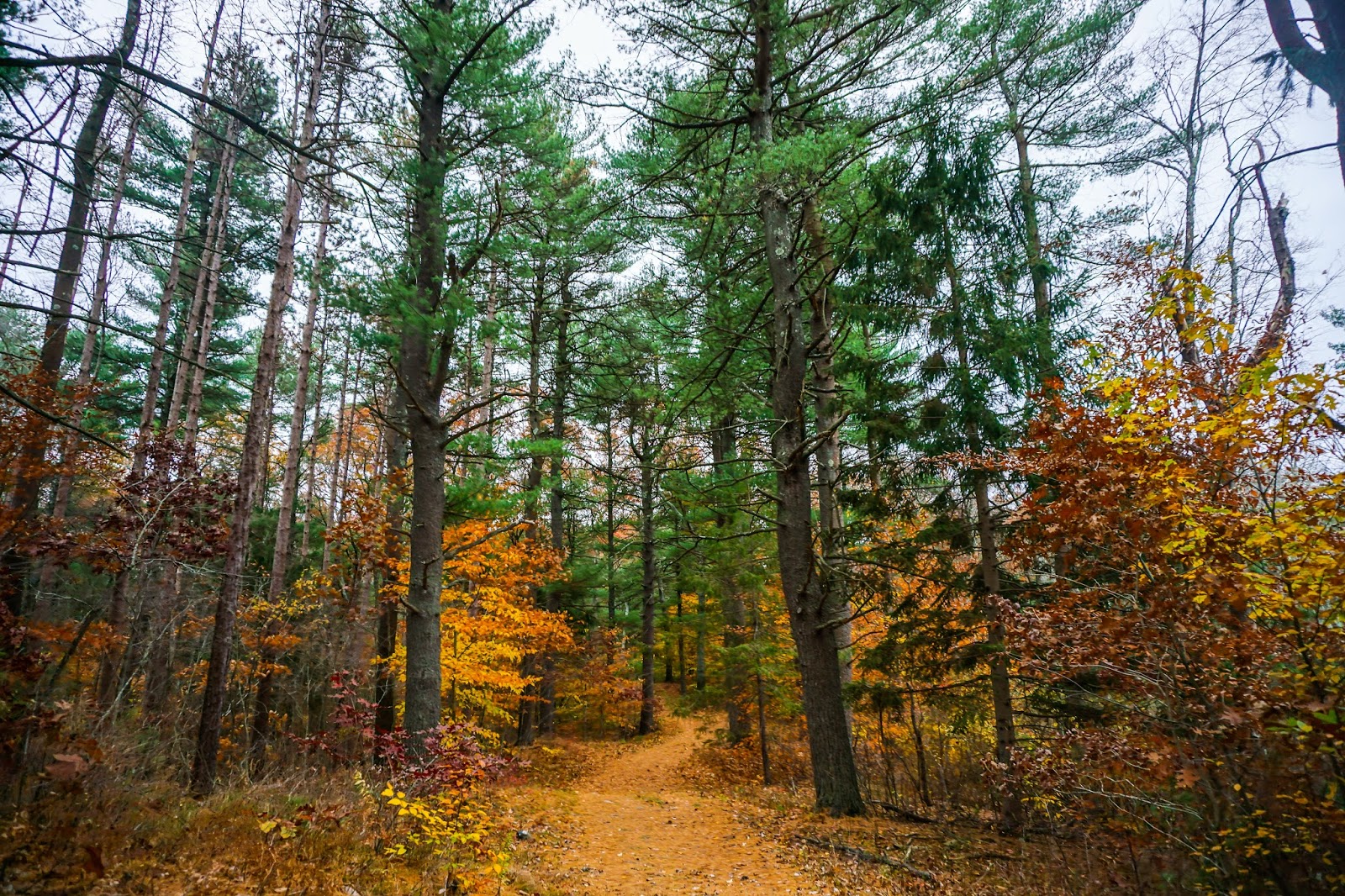 Fall Scenery at George Washington Forest- Hingham, MA