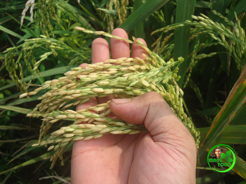 Libur ngeblog jalan - jalan melihat tanaman padi ketan di Subang