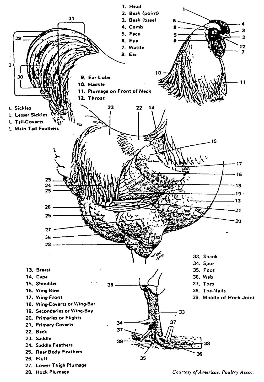 animal: klasifikasi ayam / galus gallus