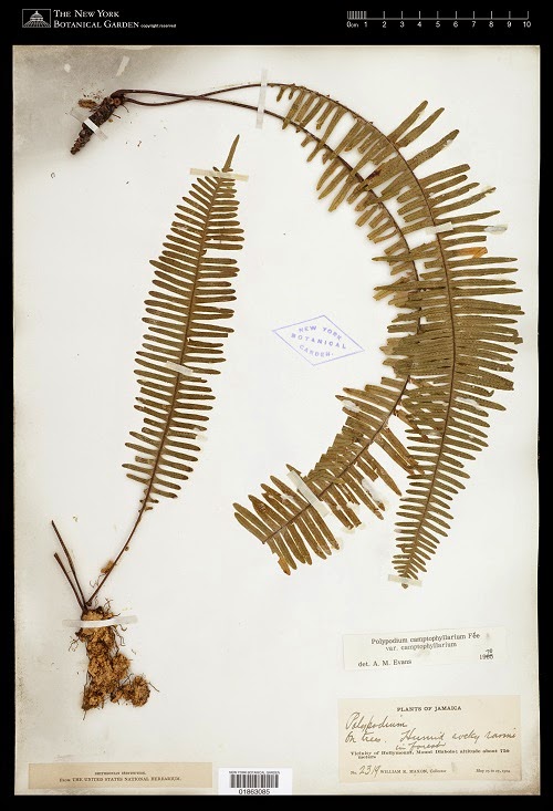 Flora de Puerto Rico Ilustrada Papo Vives: FERN POLYPODIACEAE PECLUMA ...