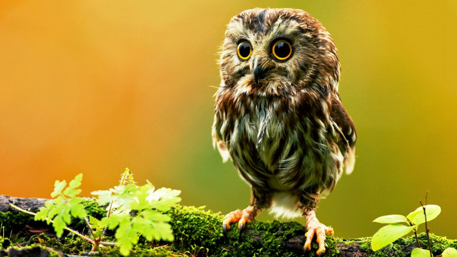 ANIMALS PICTURE: GAMBAR BURUNG HANTU (Owl Bird Pictures)-6
