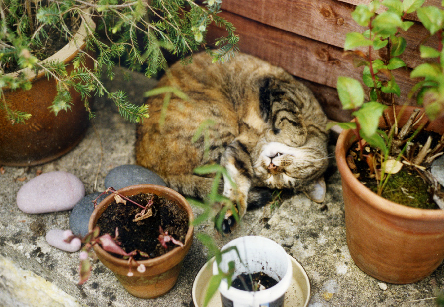 Middle of Nowhere: Goodbye Mouse