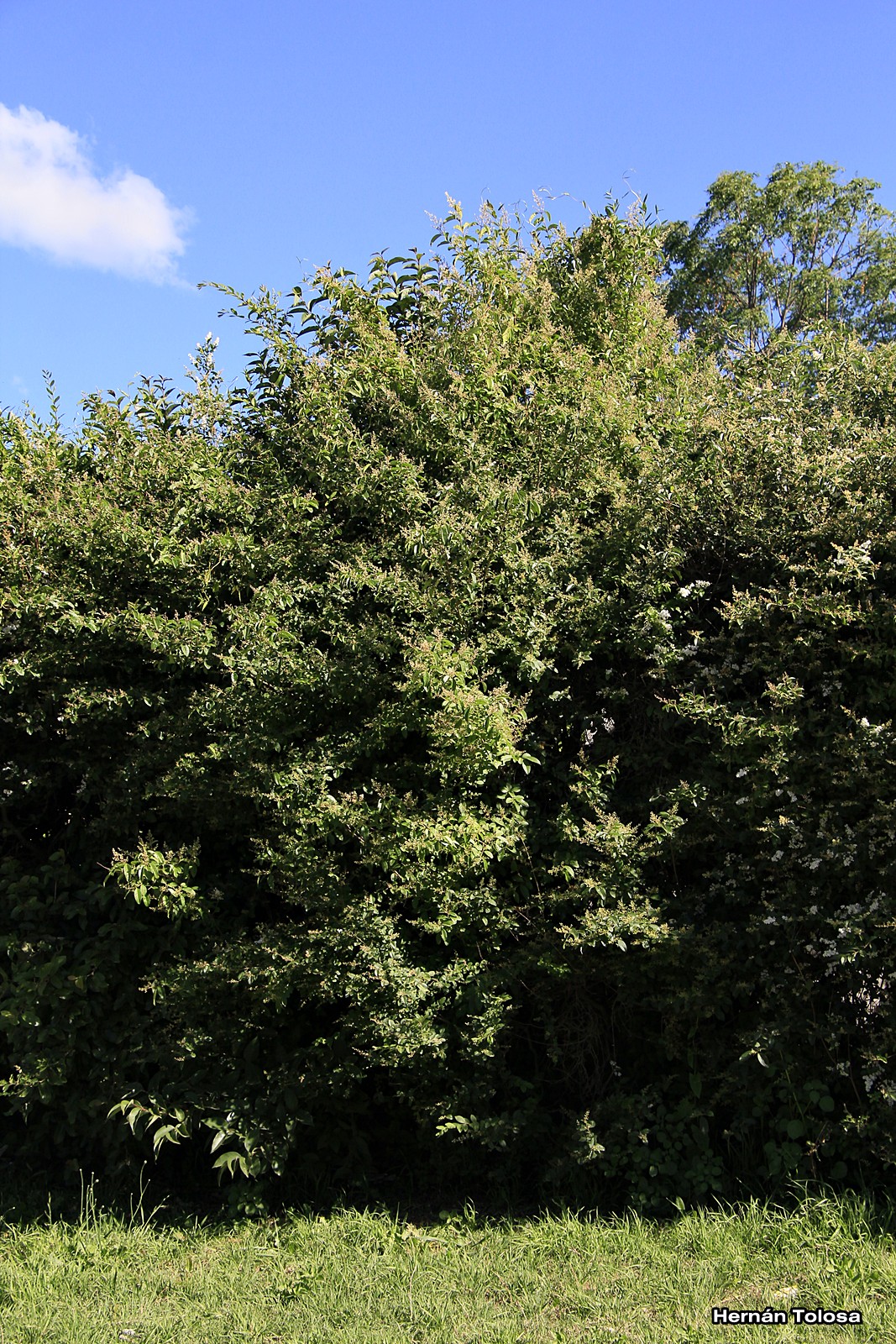 Flora Bonaerense: Ligustrina (Ligustrum sinense)
