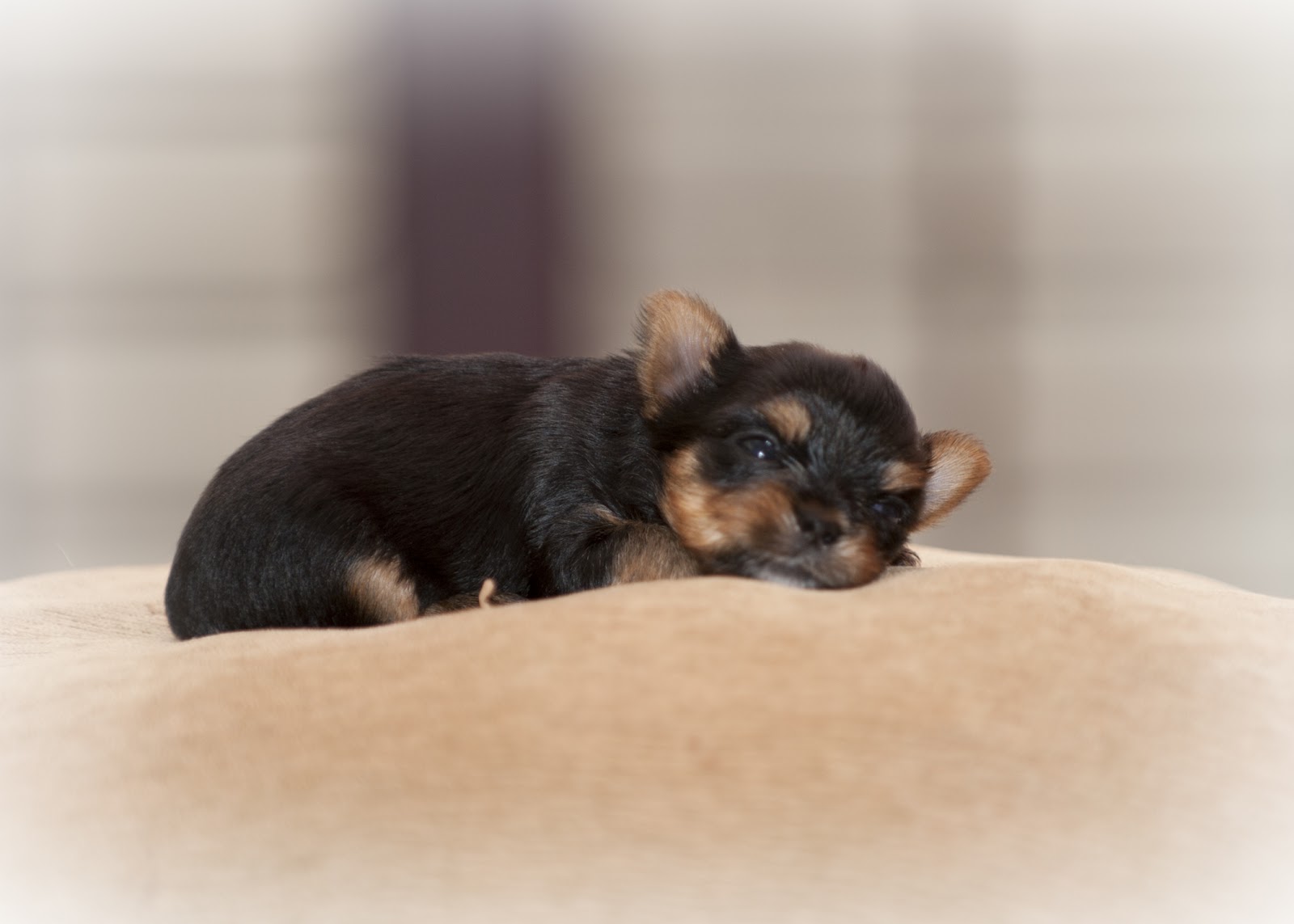 Arizona Teacup Yorkies: Yorkies: 4 Weeks Old