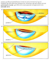 Pengertian Gastrulasi