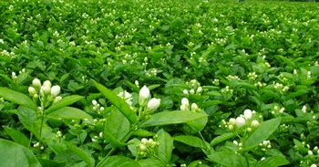 Paling Bagus 20+ Bunga Melati Menur - Gambar Bunga Indah