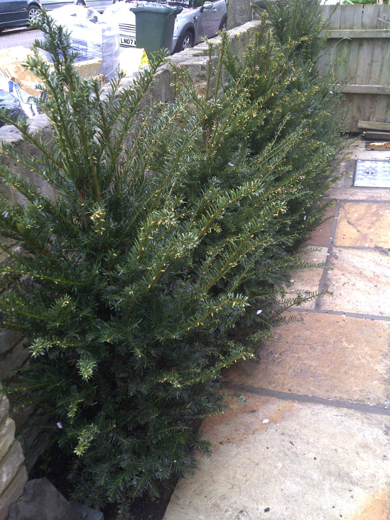 Allison's Blog: Yewtopia: How to plant a yew hedge