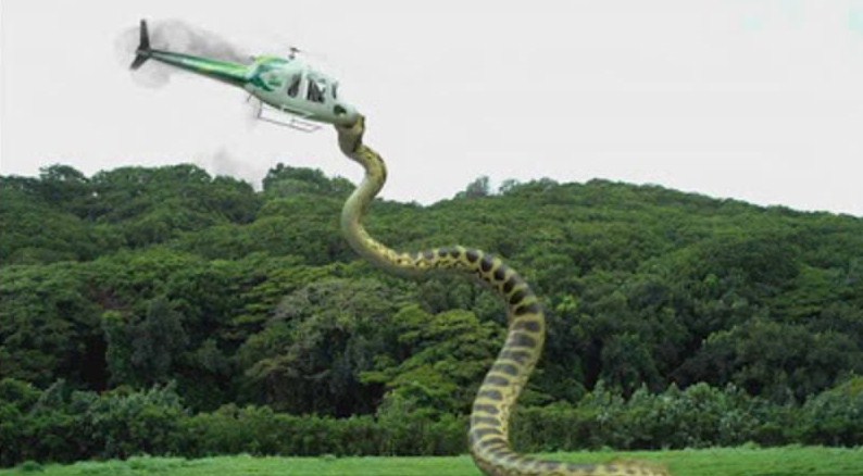 Mesothelioma Law Firm: BREAKING: Big Snake with 7 Heads Attack ...