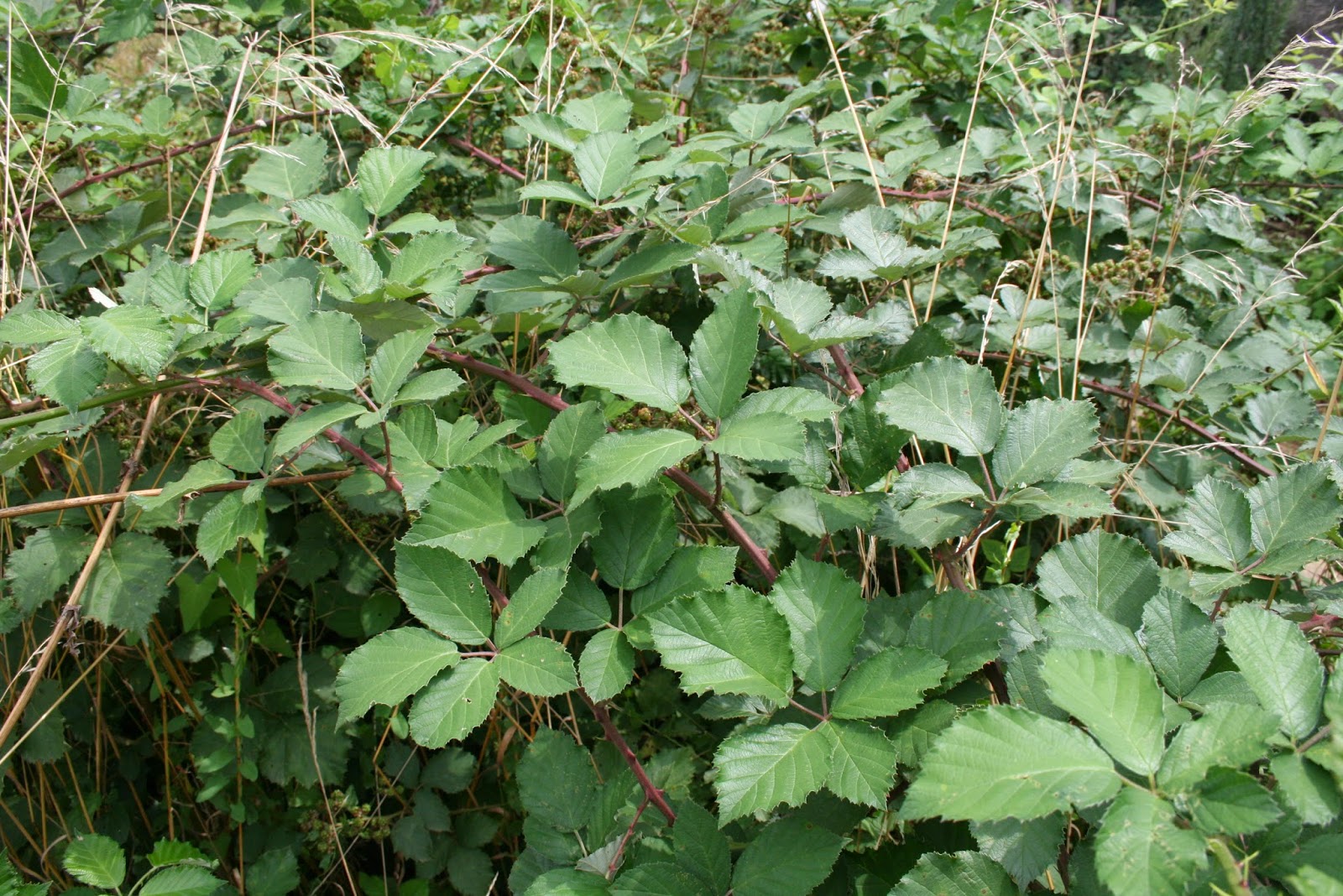 Cultiver avec les Ronces.