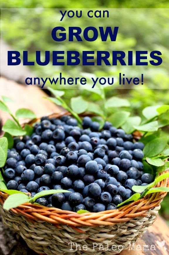 You Can Grow Blueberries No Matter Where You Live | Gardening Things