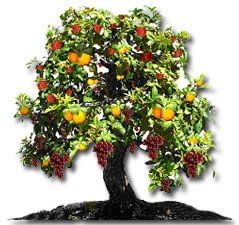 One Song Meow: The Fruitful Tree