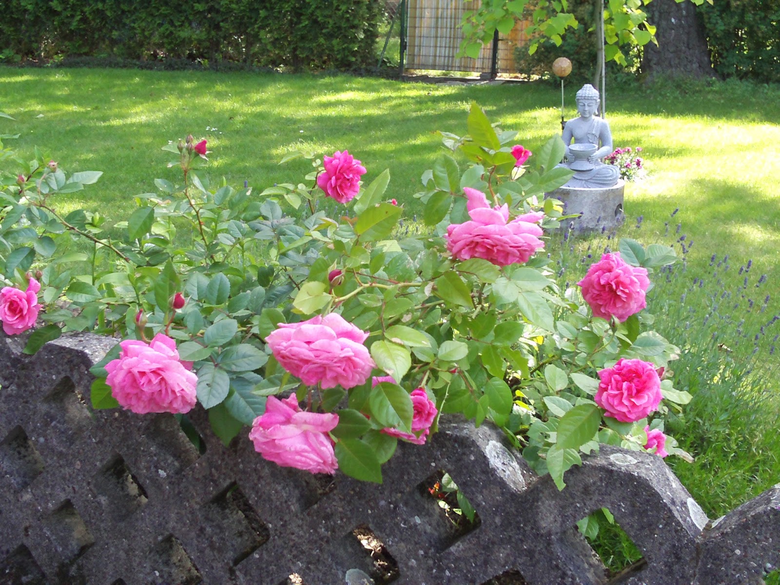 Rose "Zaide" - Gartenelfe