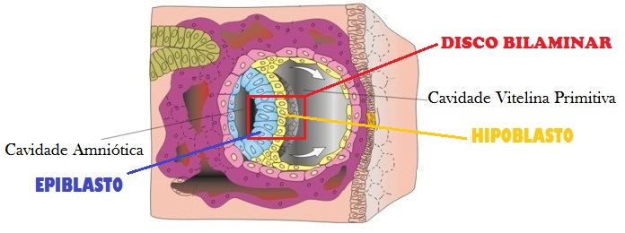 Odontologia Review: DESENVOLVIMENTO CRANIOFACIAL
