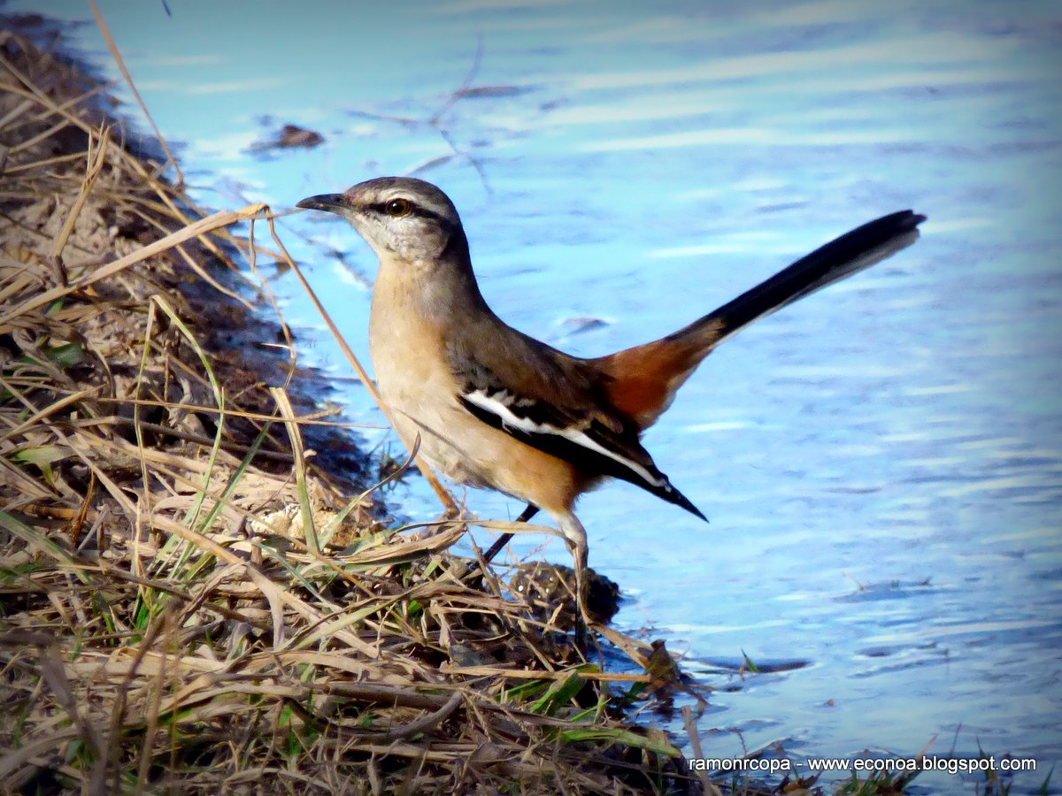 Aves del NOA y algo mas..: Calandria real(Mimus triurus)