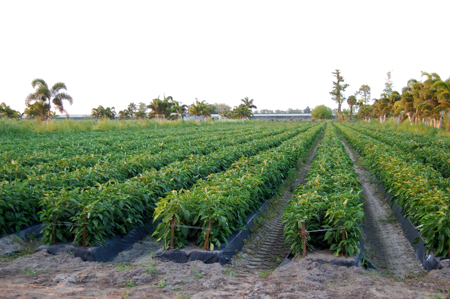 The Florida Land Report: For Sale: Florida Ag Reserve Farm, Palm Beach ...