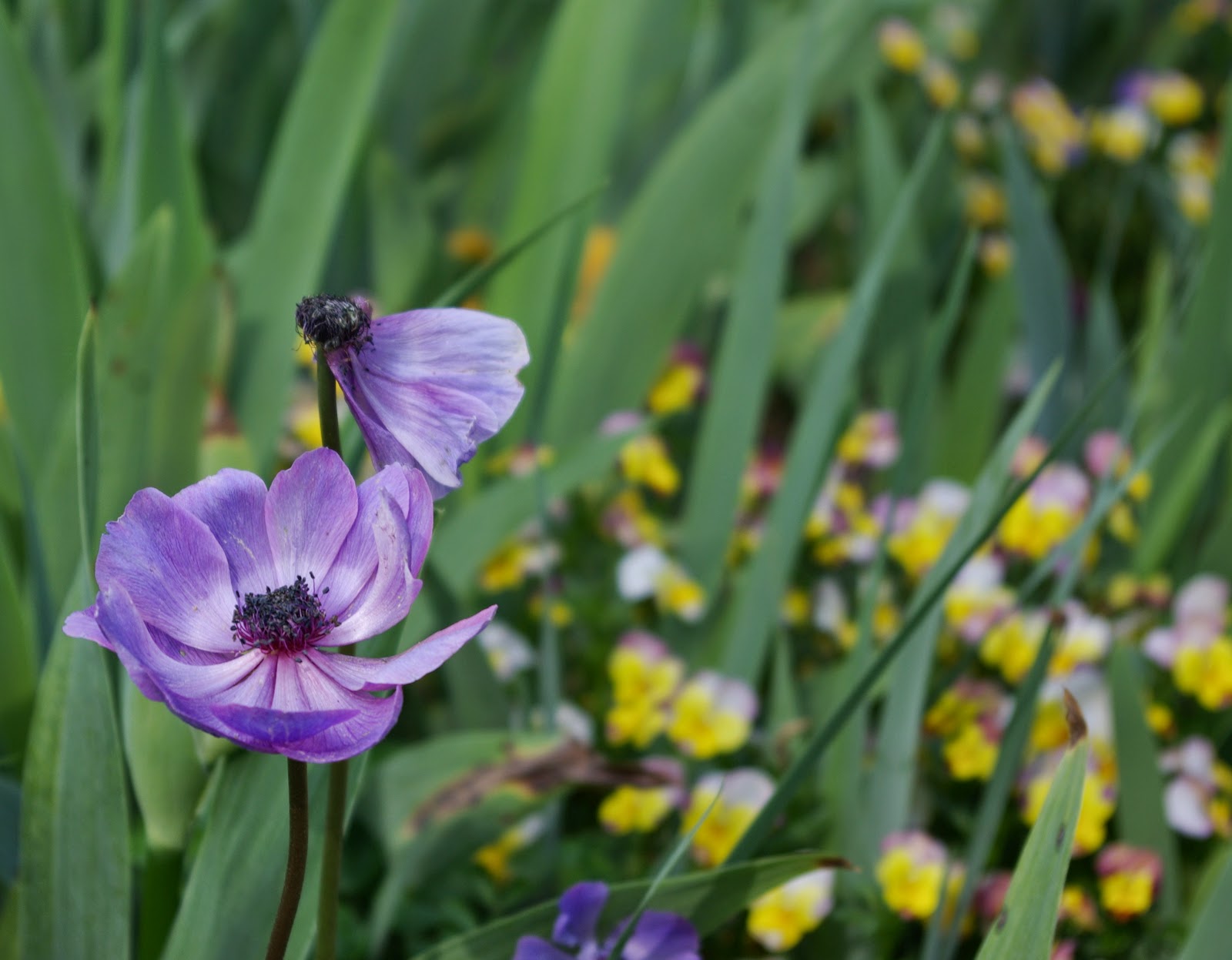 sweetbay: Coker Arboretum and Sisters' Garden, on a sunny day
