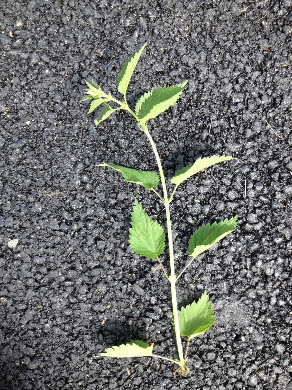 NaturfagsNerder: Brennesle