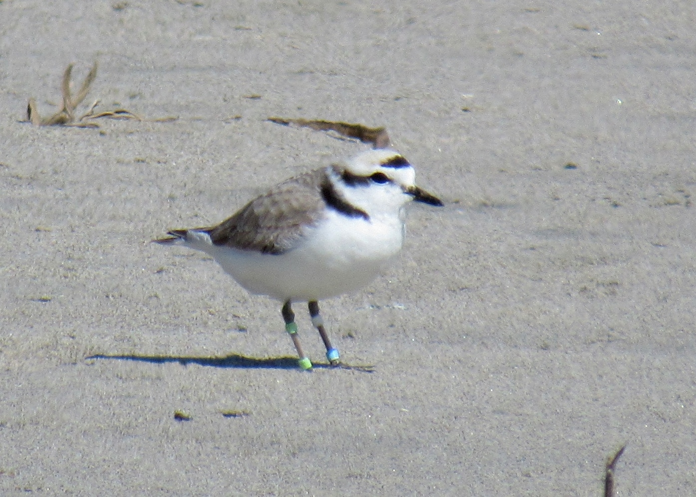Western Snowy Plover: A Threatened Species