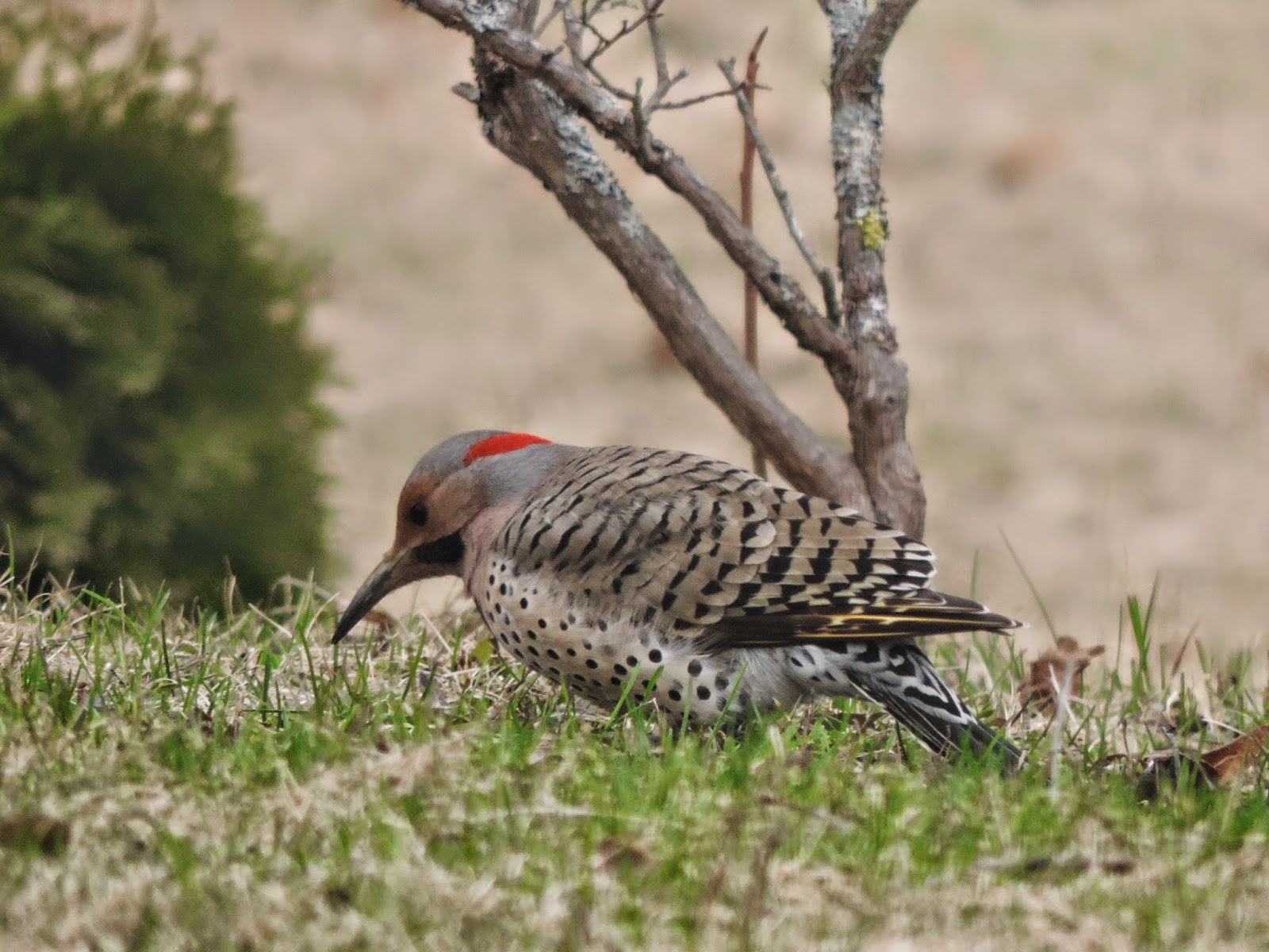Birding in New Brunswick: Eastern Phoebe, Northern Flicker, Chipping ...