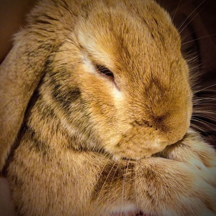 Disapproving Bun: Pipkin