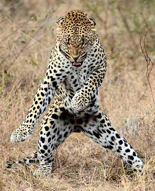 Elvis Leopard