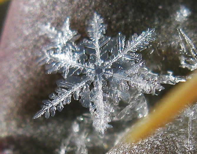drylands journal: Desert Snowflakes