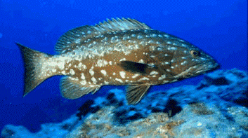 Amilton e Diego - Dicas De Pesca: Badejo / Grouper (Mycteroperca spp.)