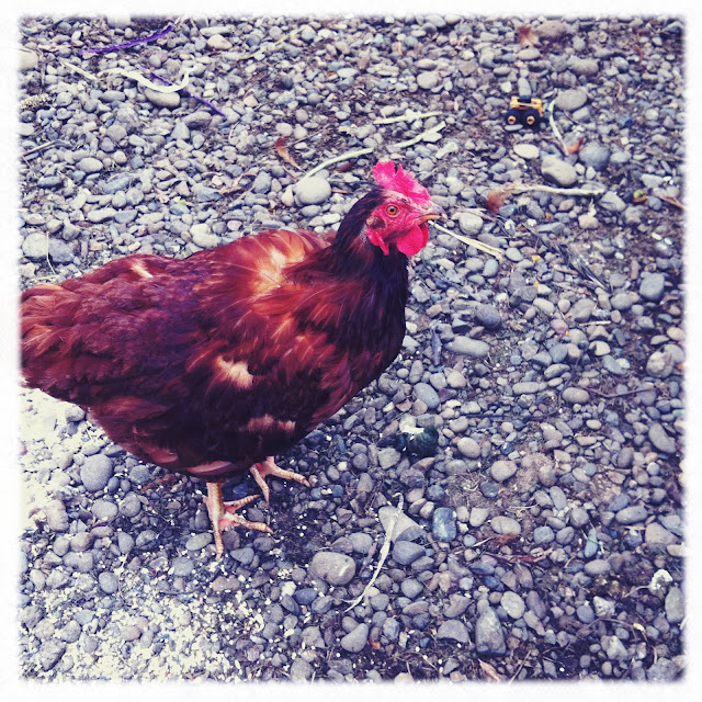 chicken chronicles-first molt