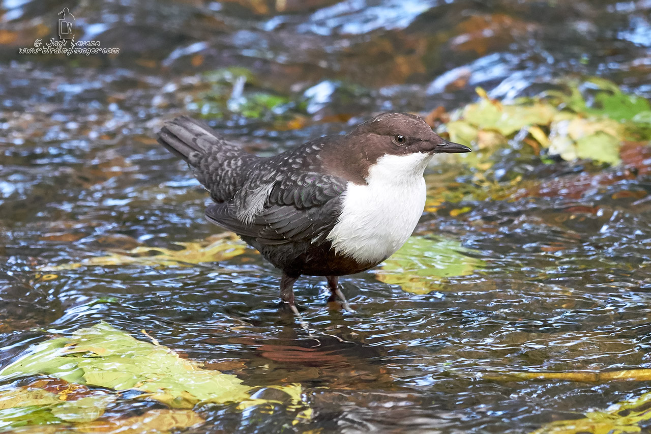 Jack Levene Photography: Black-belled Dipper, Needham Market
