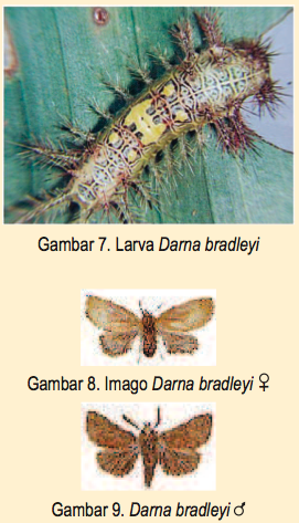 Setora nitens: Informasi Organisme Pengganggu Tanaman Ulat api DARNA SPP
