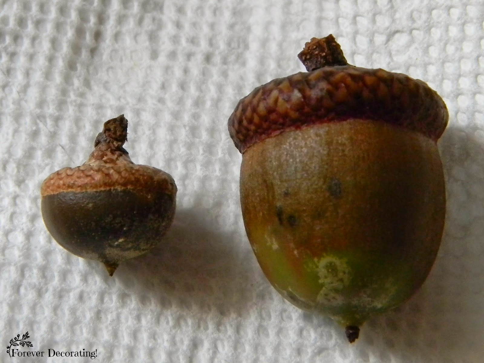 Forever Decorating!: Jazzed-Up Acorns!