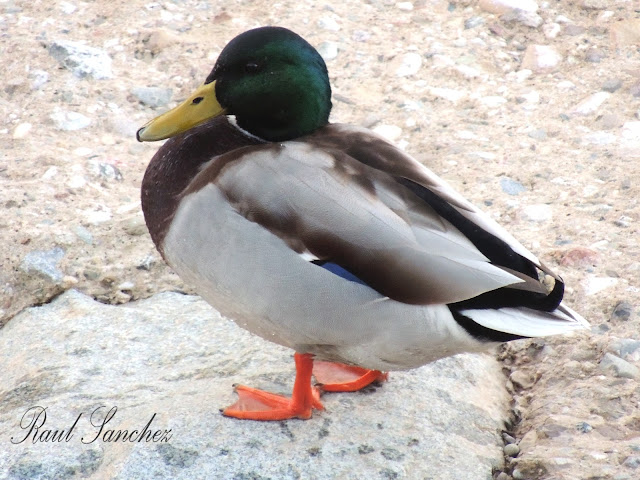 Naturaleza Viva : Pato de Rio ( Familia Anatidae )Ánade real (Anas ...
