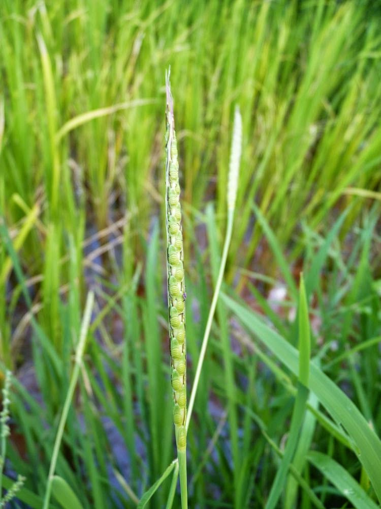 Flora de Puerto Rico Ilustrada: POACEAE ISCHAEMUM RUGOSUM CAMINADORA