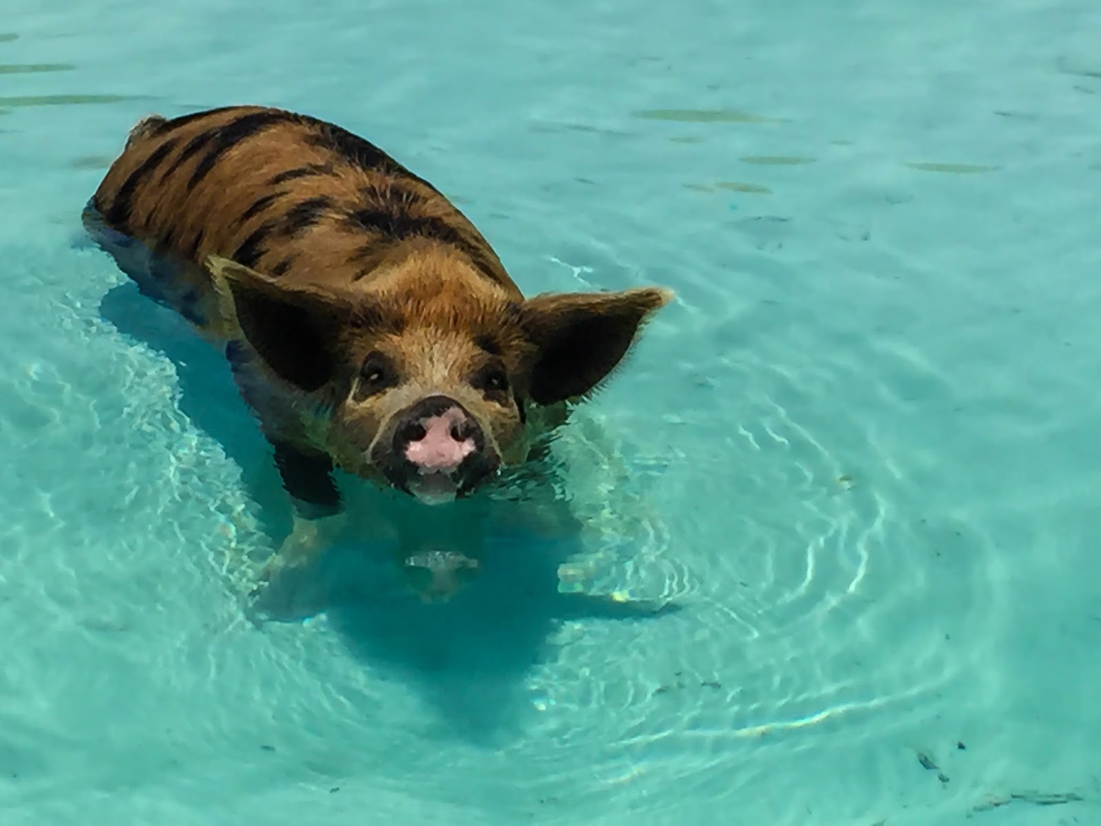 Istaboa's Waypoints: Barbacoa?