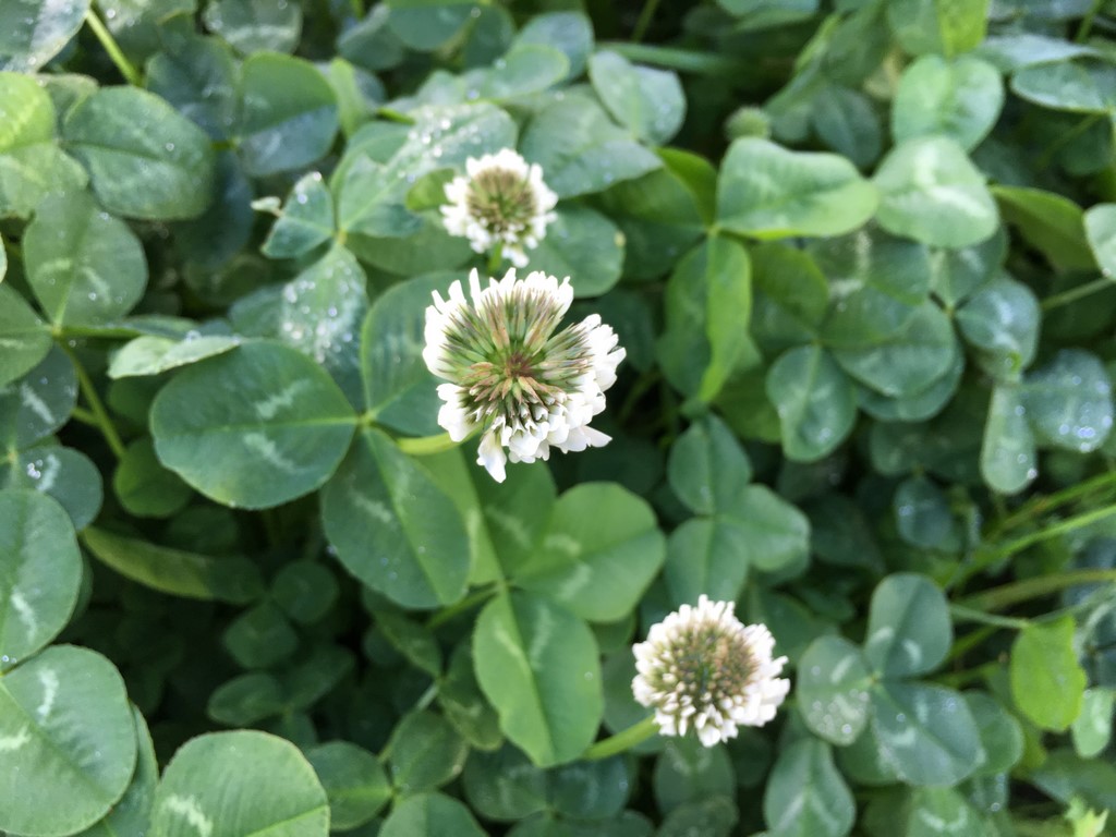 DIVAGAR SOBRE TUDO UM POUCO - Poemas, Flores, Pinturas, Férias: Flores ...